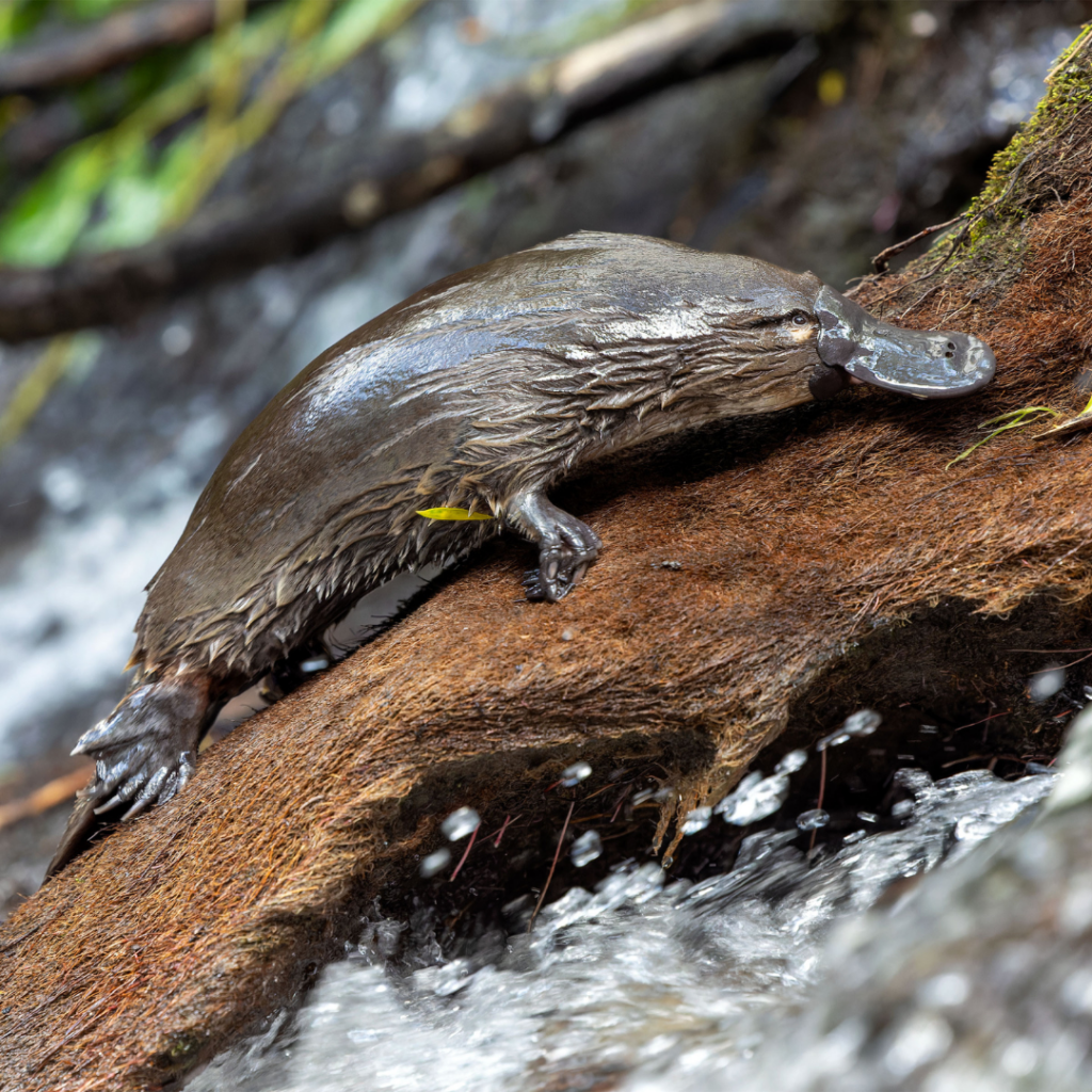 Platypus Walks - Beaker Street